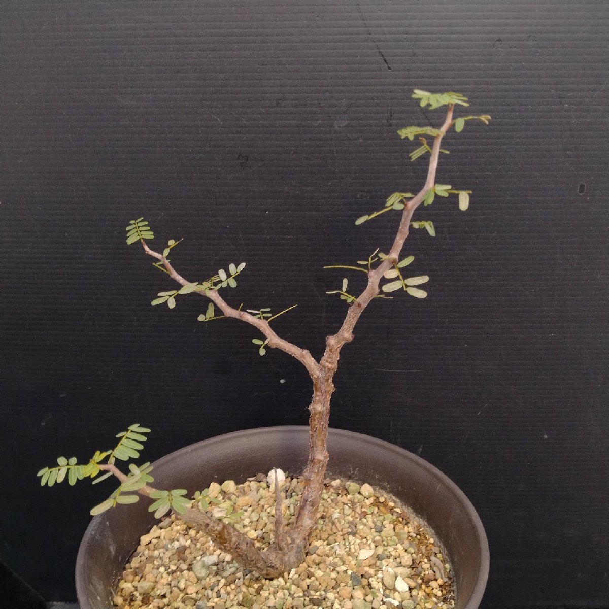 Yahoo!オークション - 4662 「実生」センナ メリディオナリス大【・発...