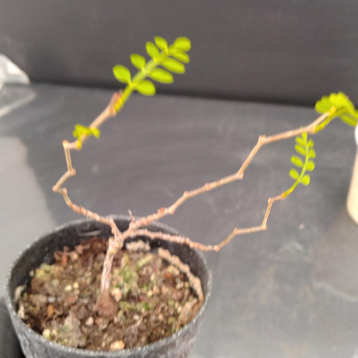 Yahoo!オークション - 6384 「実生株」オペルクリカリア パキプス 植え...