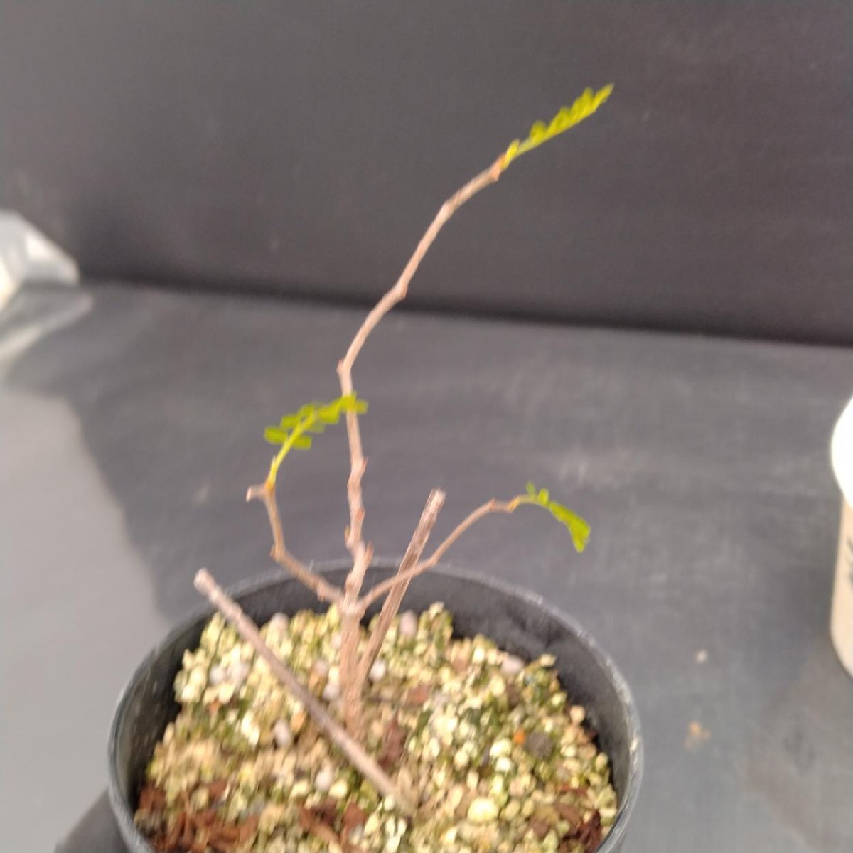 Yahoo!オークション - 6373 「実生株」オペルクリカリア パキプス 植え...