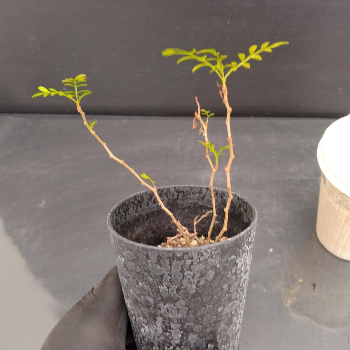 Yahoo!オークション - 6378 「実生株」オペルクリカリア パキプス 植え...