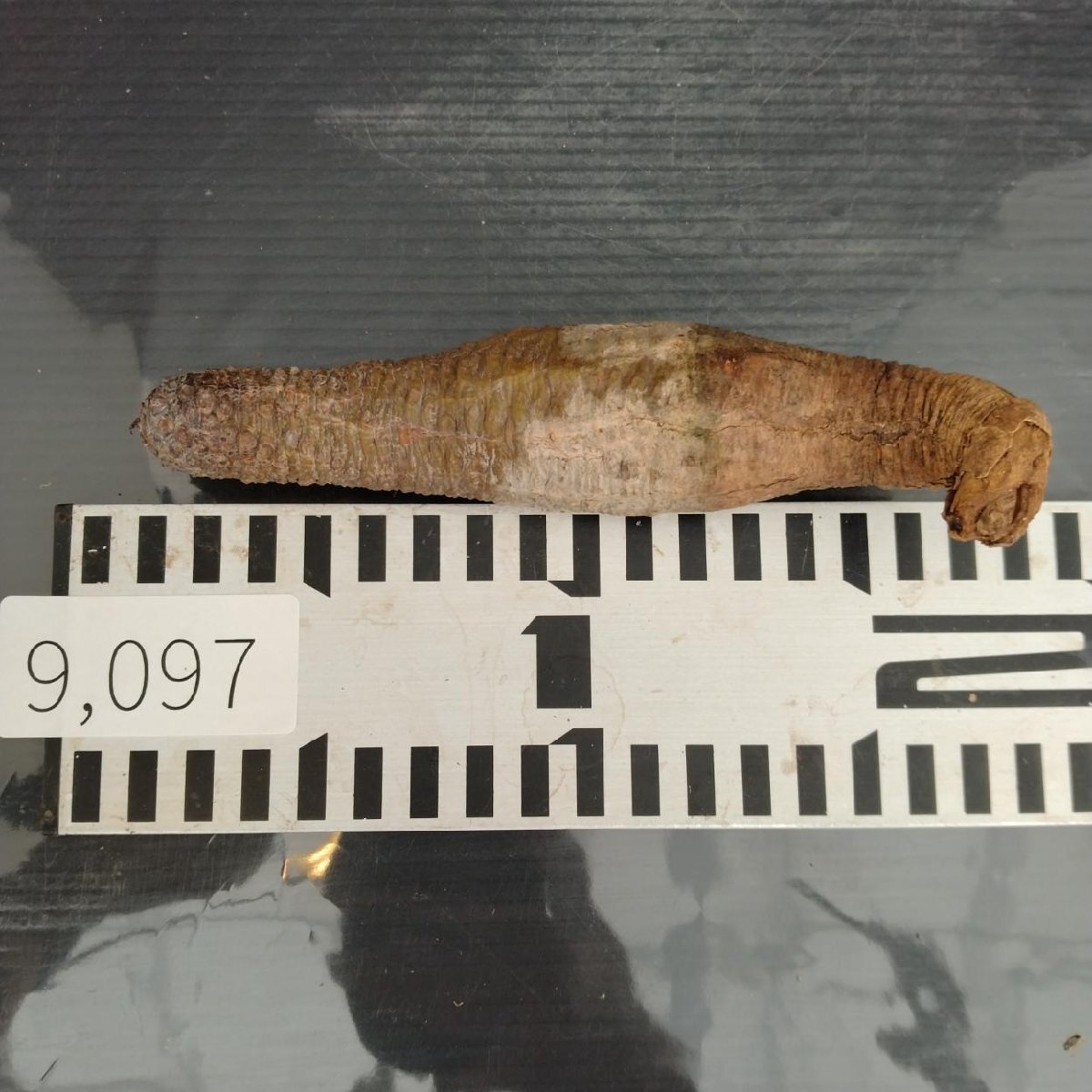 Yahoo!オークション - 9097 「塊根植物」ユーフォルビア パキポディオ...