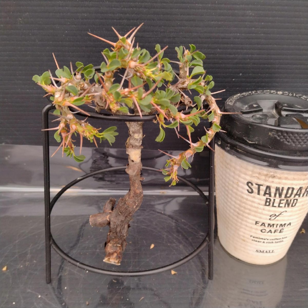 Yahoo!オークション - 9191 「多肉植物」サルコカウロン バンデリエテ...