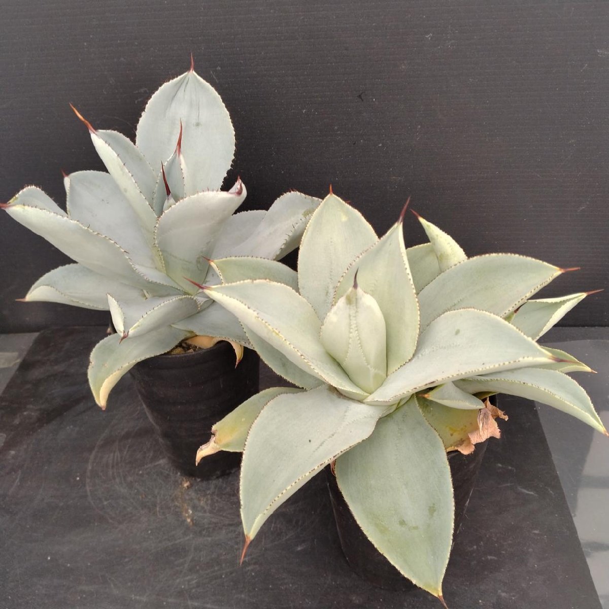 Yahoo!オークション - 8097 「アガベ」アガベ ドラゴントゥース 2株セ...