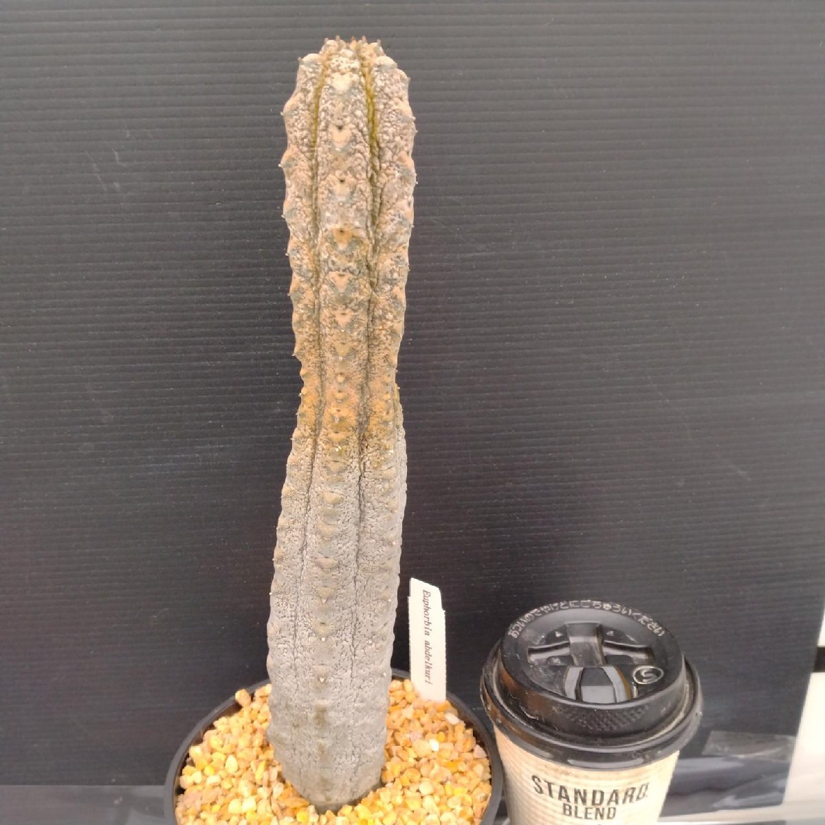 Yahoo!オークション - 8568 「多肉植物T」ユーフォルビア アブデルクリ...