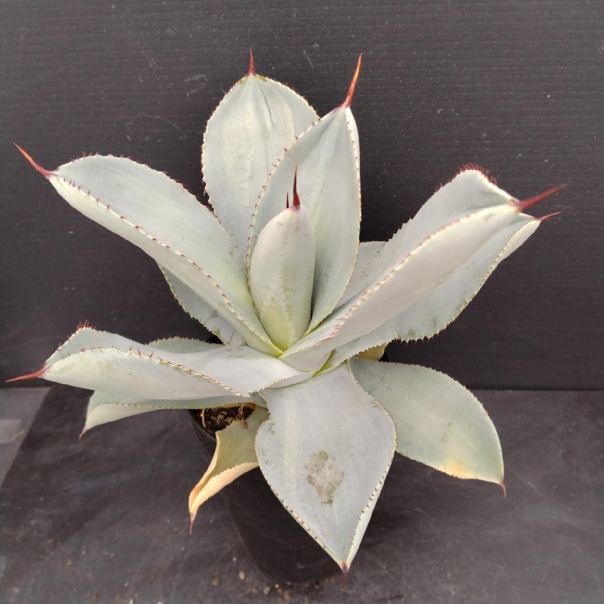 Yahoo!オークション - 8097 「アガベ」アガベ ドラゴントゥース 2株セ...