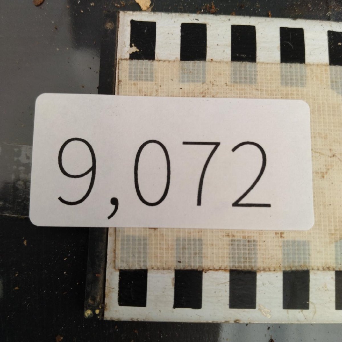 Yahoo!オークション - 9072 「球根植物」ブーファン ディスティチャ 中...