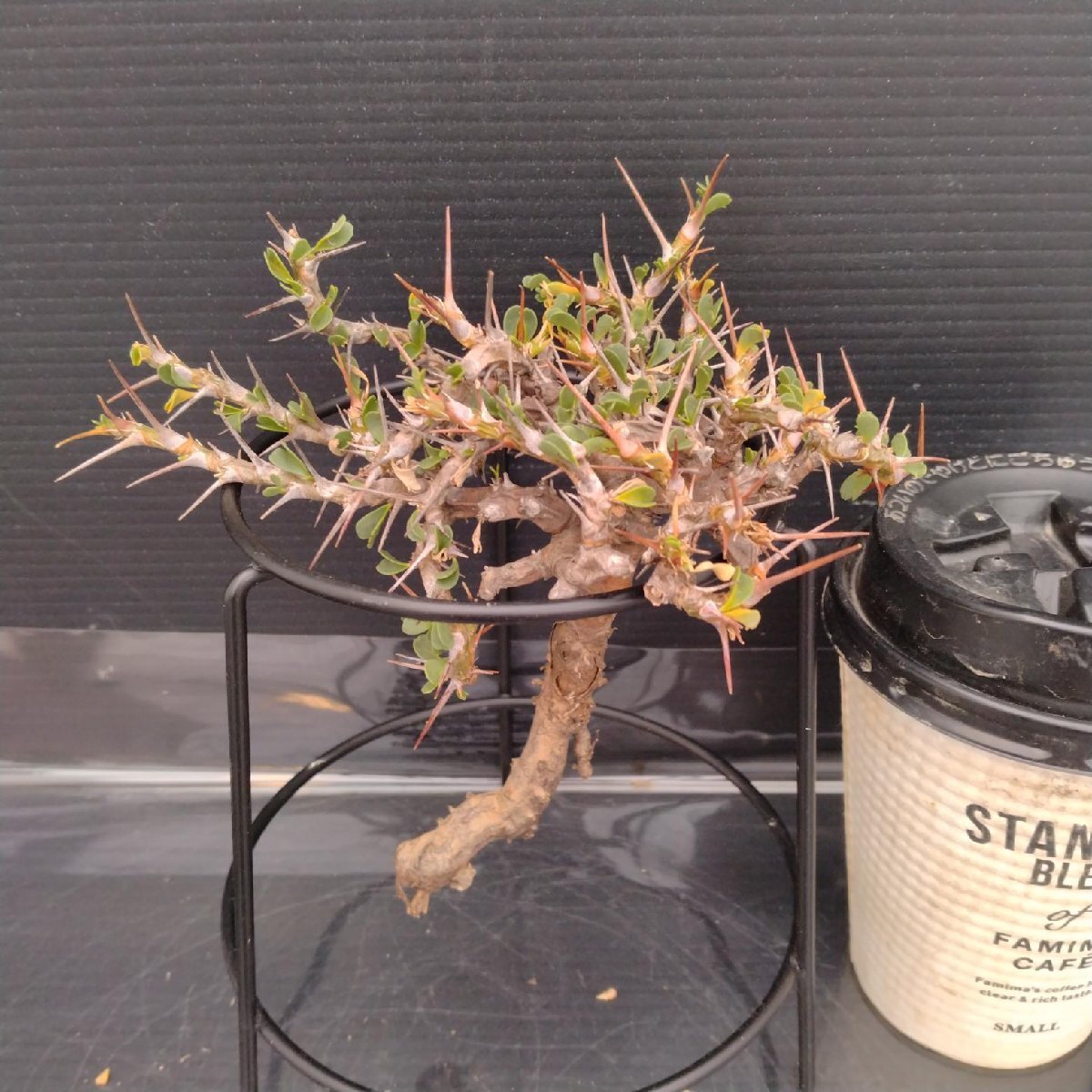 Yahoo!オークション - 9195 「多肉植物」サルコカウロン バンデリエテ...