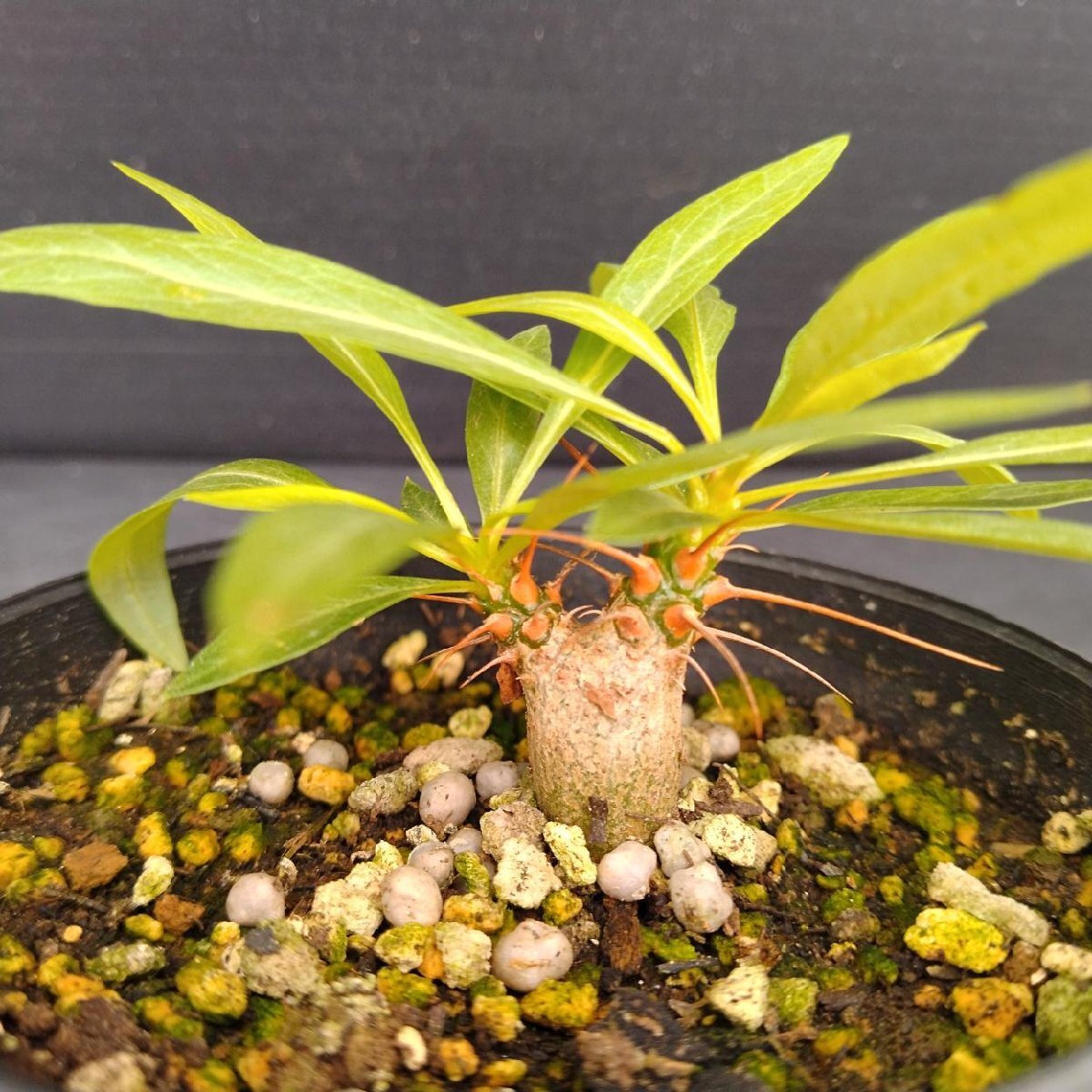 Yahoo!オークション - 8109 「実生」フォークイエリア プルプシー【塊...