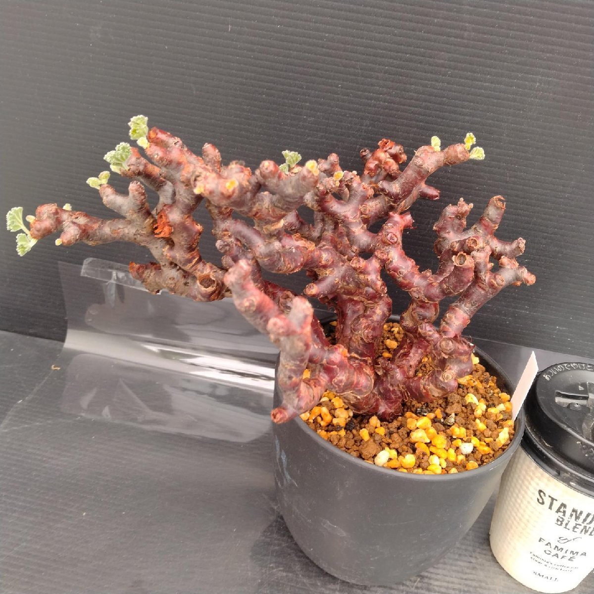 Yahoo!オークション - 4536 「塊根植物」ペラルゴニウム ミラビレ折れ...