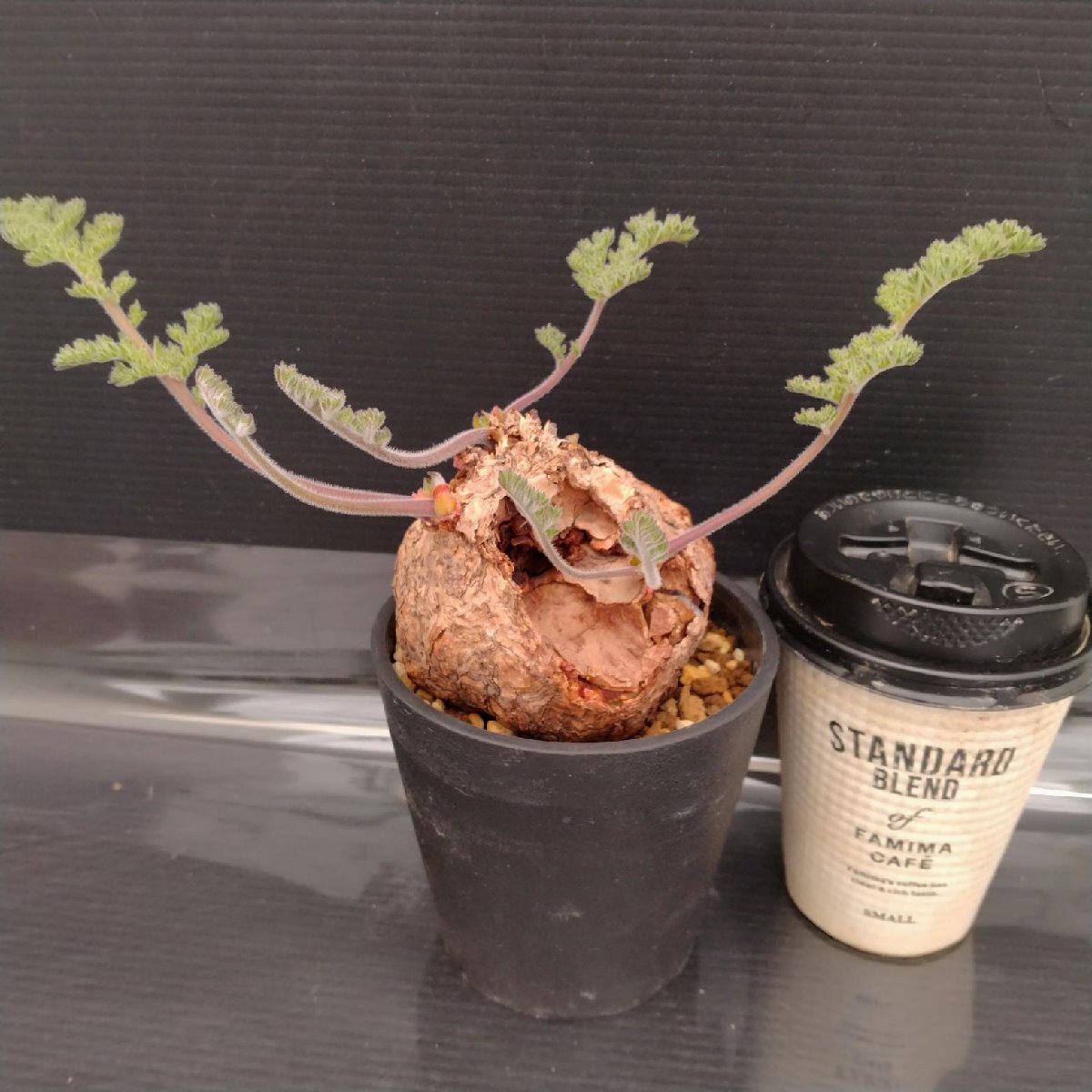 Yahoo!オークション - 4492 「塊根植物」ペラルゴニウム トリステ 植え...