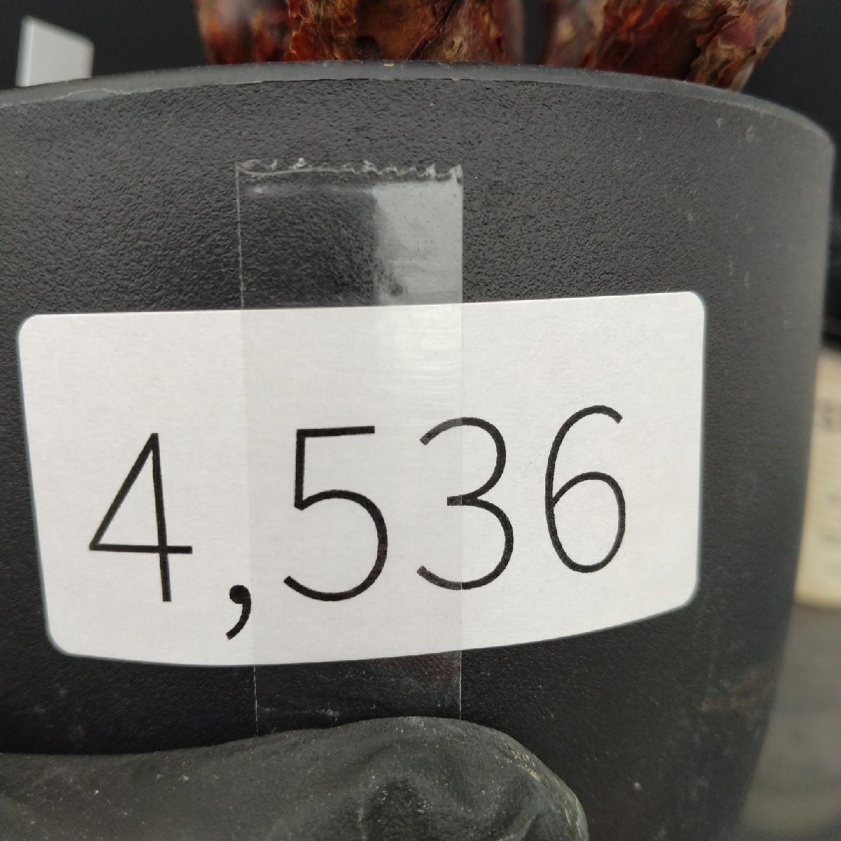 Yahoo!オークション - 4536 「塊根植物」ペラルゴニウム ミラビレ折れ...