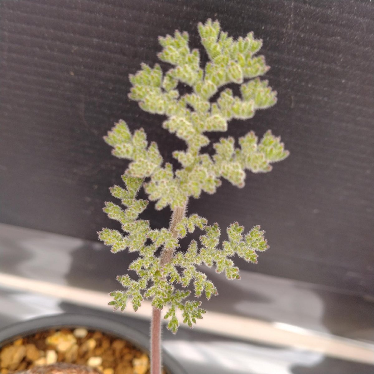 Yahoo!オークション - 4492 「塊根植物」ペラルゴニウム トリステ 植え...