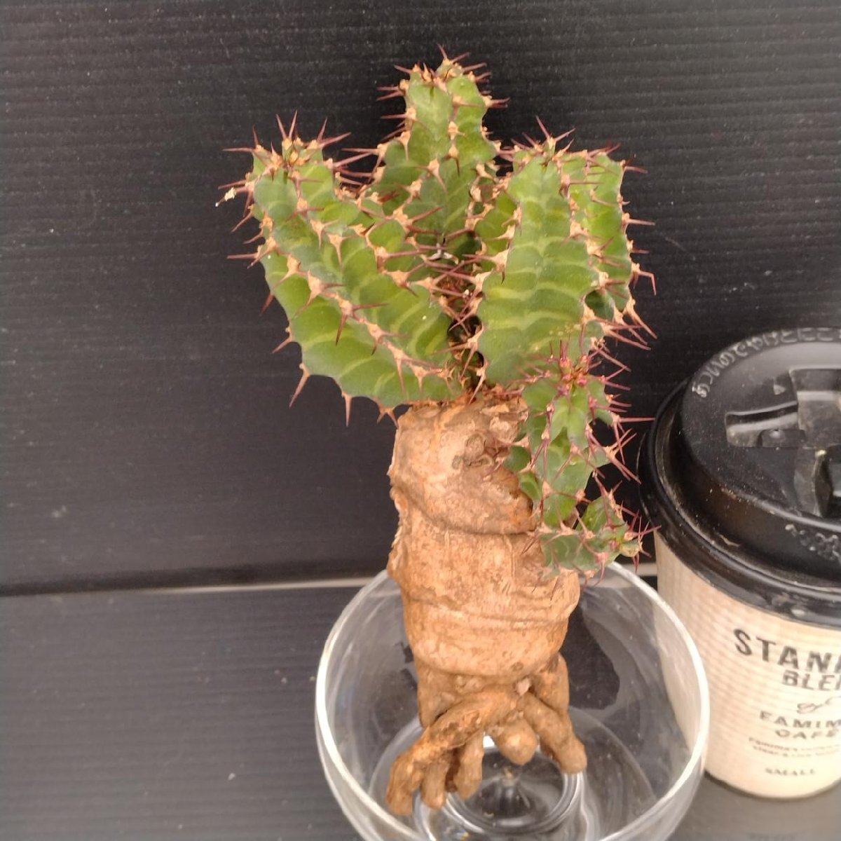 Yahoo!オークション - 6926 「多肉植物」ユーフォルビア ペラングスタ ...