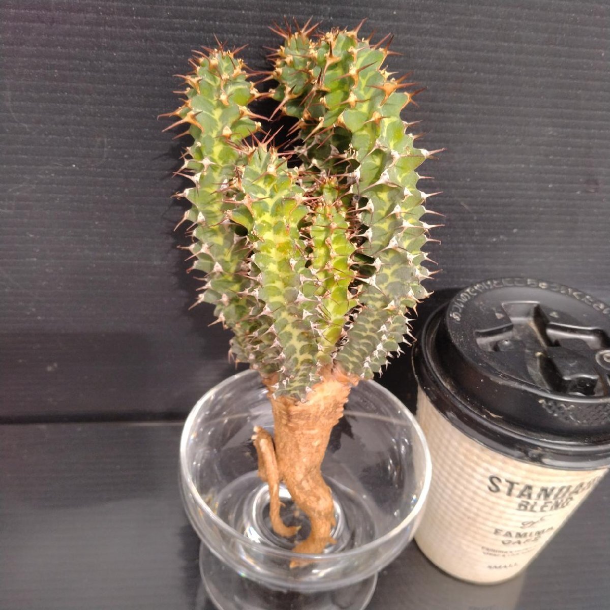 Yahoo!オークション - 6986 「多肉植物」ユーフォルビア ノベリー 抜き...