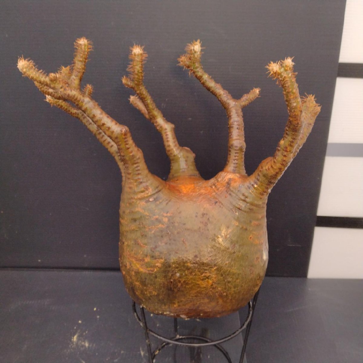 Yahoo!オークション - 6672 「塊根植物」パキポディウム グラキリス L ...