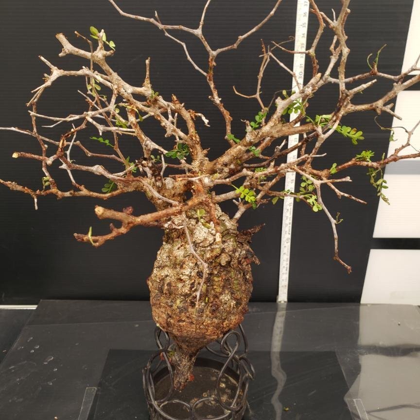 9553 塊根植物 マダガスカル特急便 オペルクリカリア パキプス 鮮度保証 到着3日以内の返品OK 根切確認済 O.pachypus(その他)｜売買されたオークション情報、yahooの商品 ...