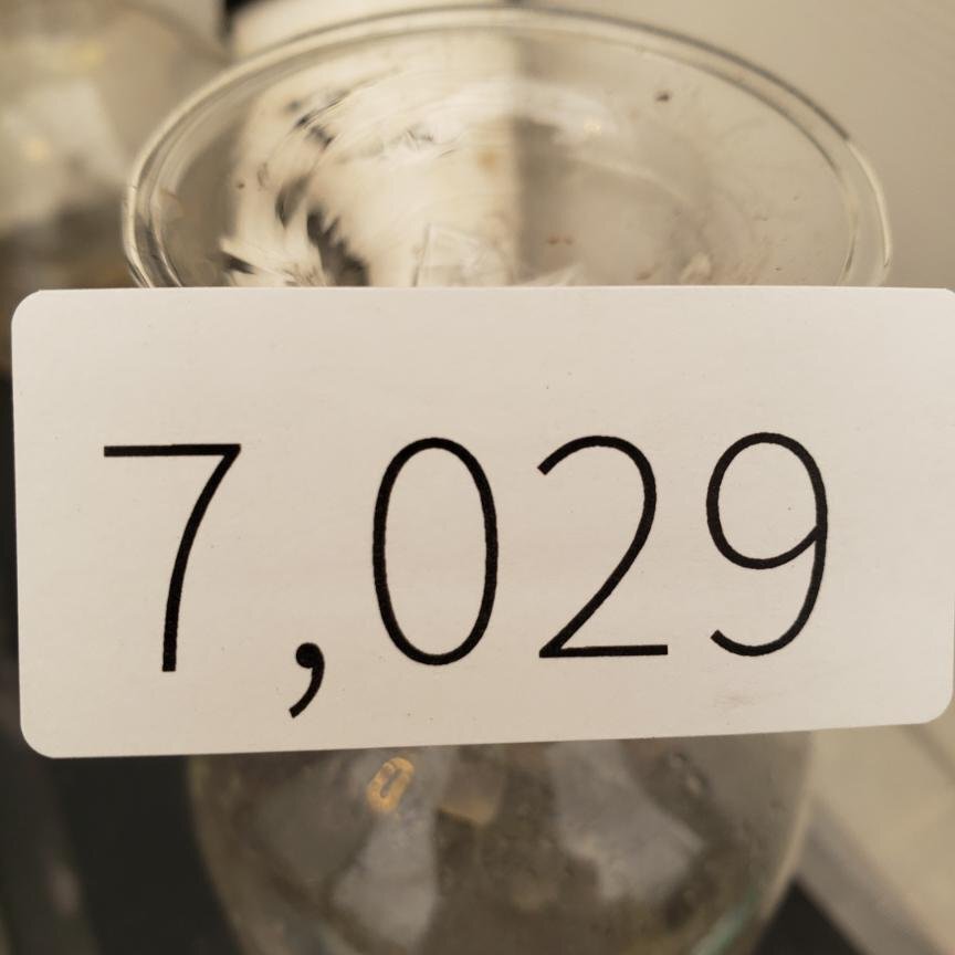 Yahoo!オークション - 7029 「球根植物」ブーファン ディスティチャ 中...