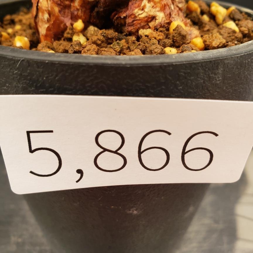 Yahoo!オークション - 5866 「塊根植物」ケラリア ピグマエア 植え【発...