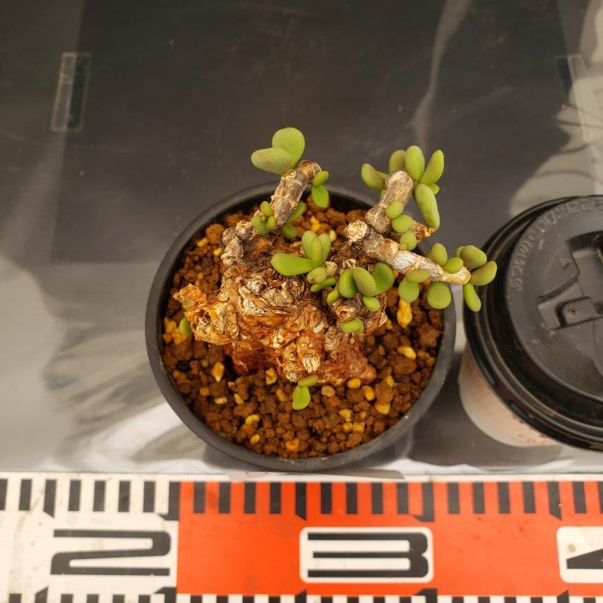 Yahoo!オークション - 5866 「塊根植物」ケラリア ピグマエア 植え【発...