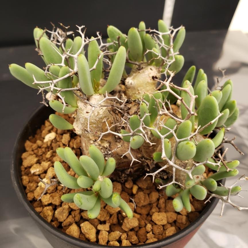 Yahoo!オークション - 5851 「塊根植物」チレコドン レティキュラーツ...