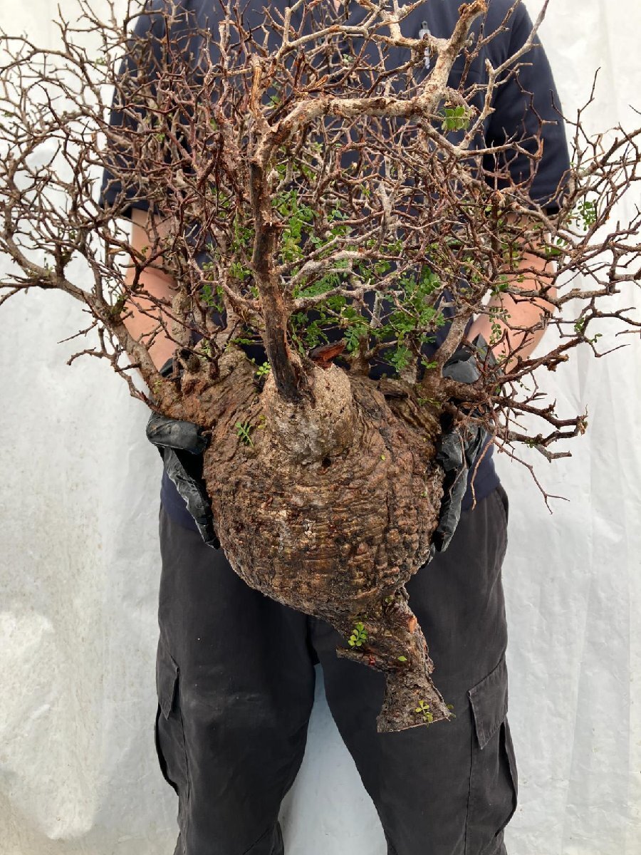 Yahoo!オークション - 8357 「塊根植物」マダガスカル特急便 オペルク...