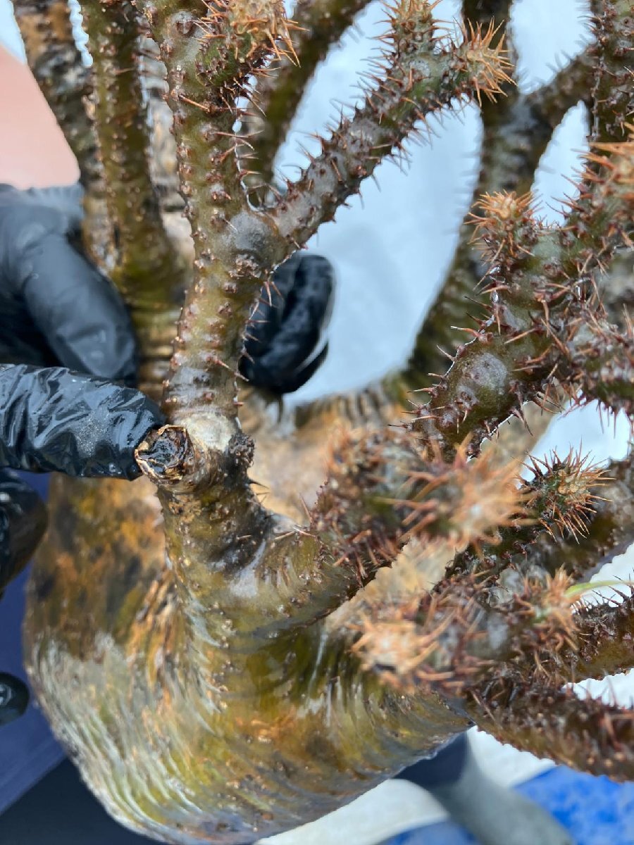 Yahoo!オークション - 3299 「塊根植物」パキポディウム グラキリス XL...