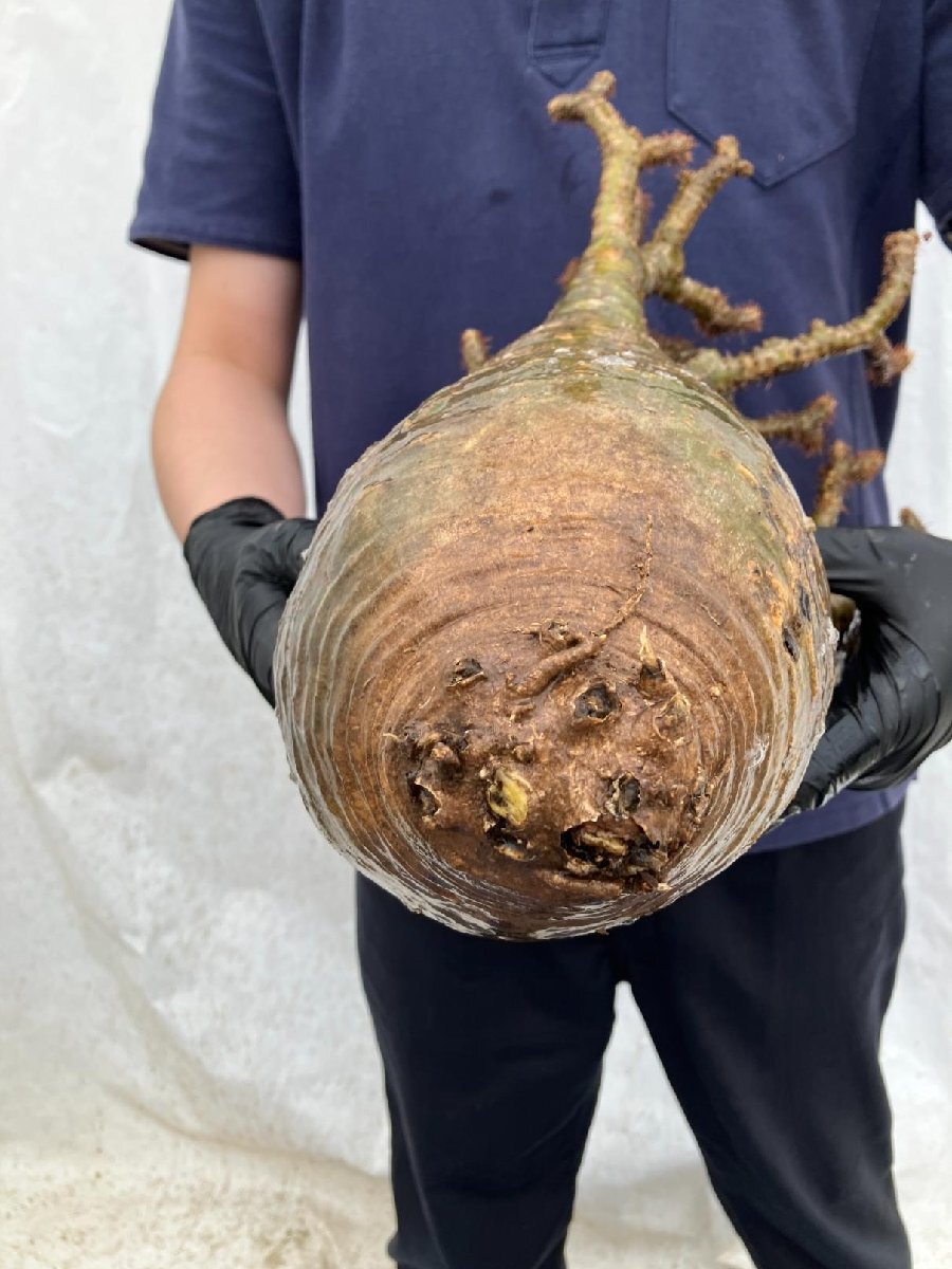 Yahoo!オークション - 3299 「塊根植物」パキポディウム グラキリス XL...