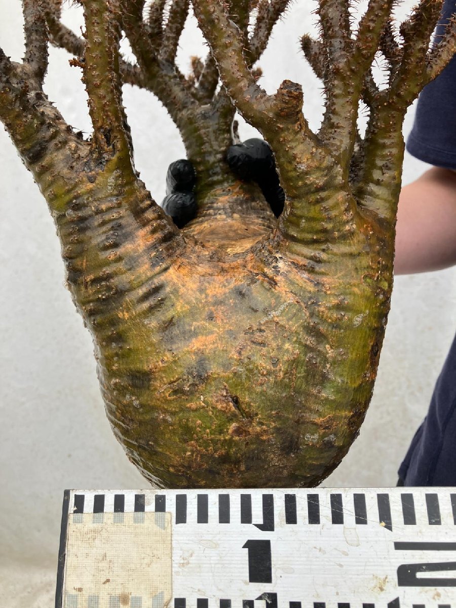 Yahoo!オークション - 3299 「塊根植物」パキポディウム グラキリス XL...