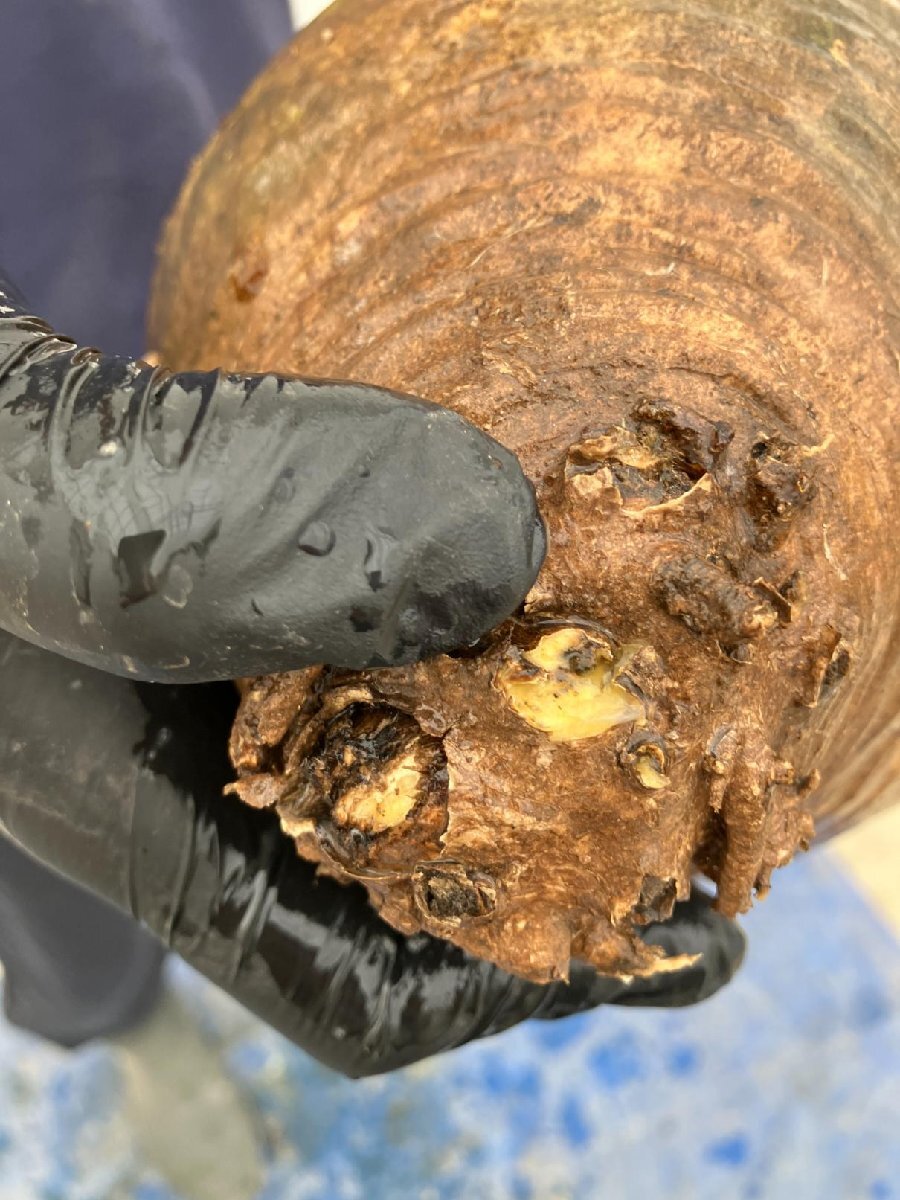 Yahoo!オークション - 3299 「塊根植物」パキポディウム グラキリス XL...