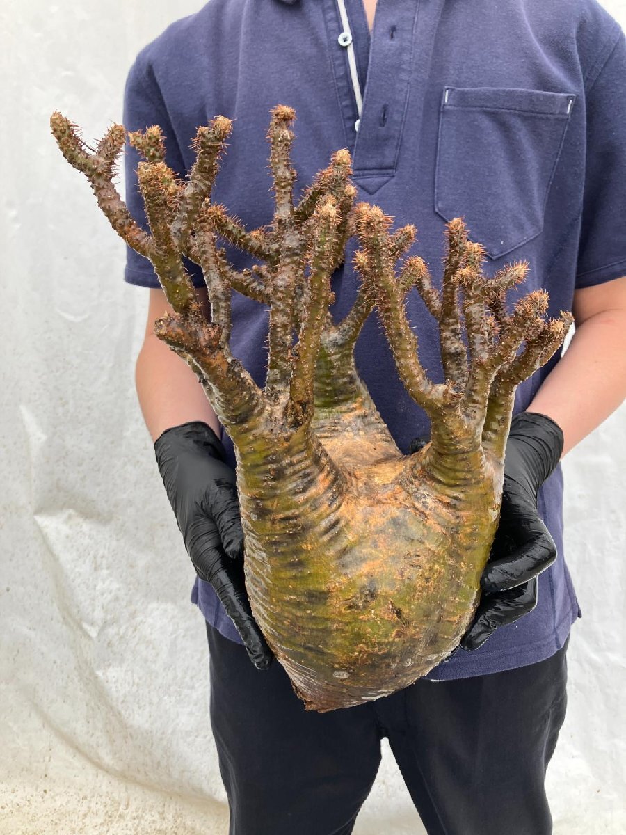 Yahoo!オークション - 3299 「塊根植物」パキポディウム グラキリス XL...