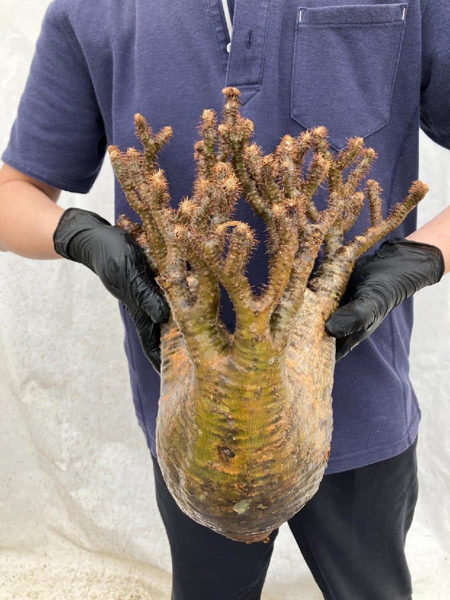 Yahoo!オークション - 3299 「塊根植物」パキポディウム グラキリス XL...