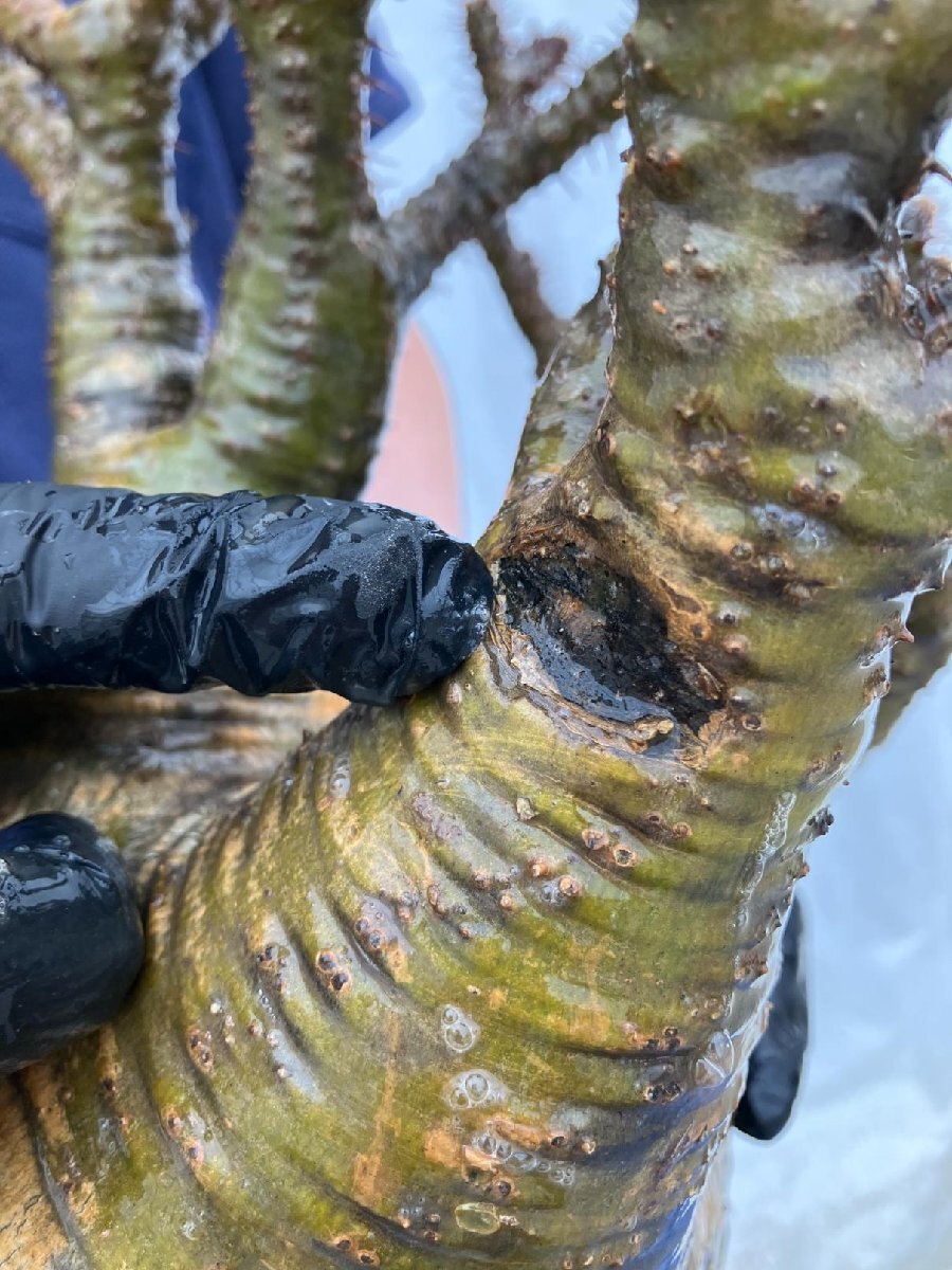 Yahoo!オークション - 3299 「塊根植物」パキポディウム グラキリス XL...