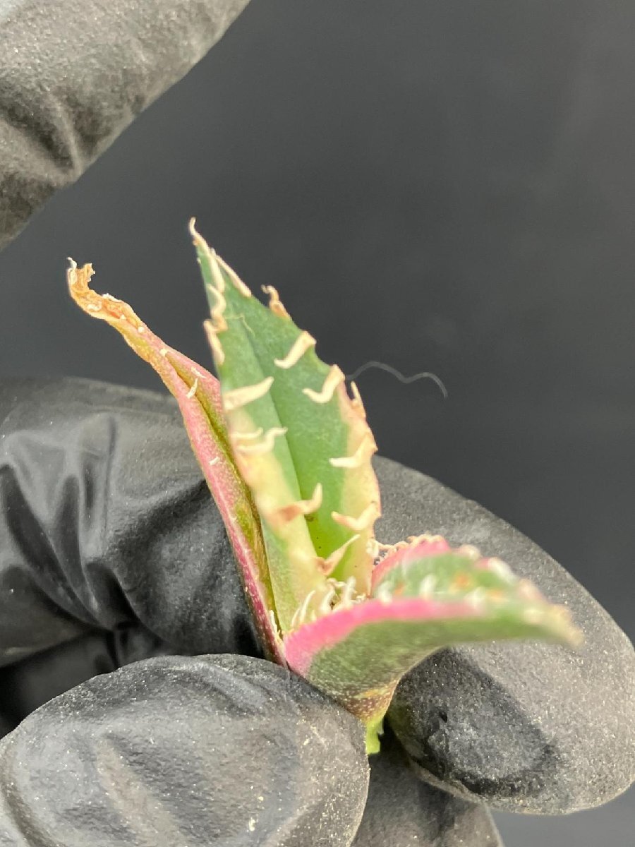 Yahoo!オークション - 6228 「多肉植物」アガベ 白鯨 斑入り 抜き苗【...