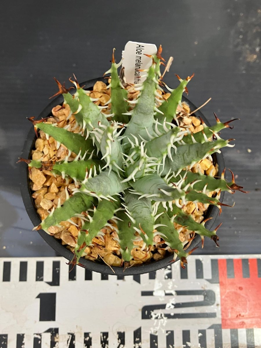 Yahoo!オークション - 6371 「多肉植物T」アロエ エリナケア【発根・Al...