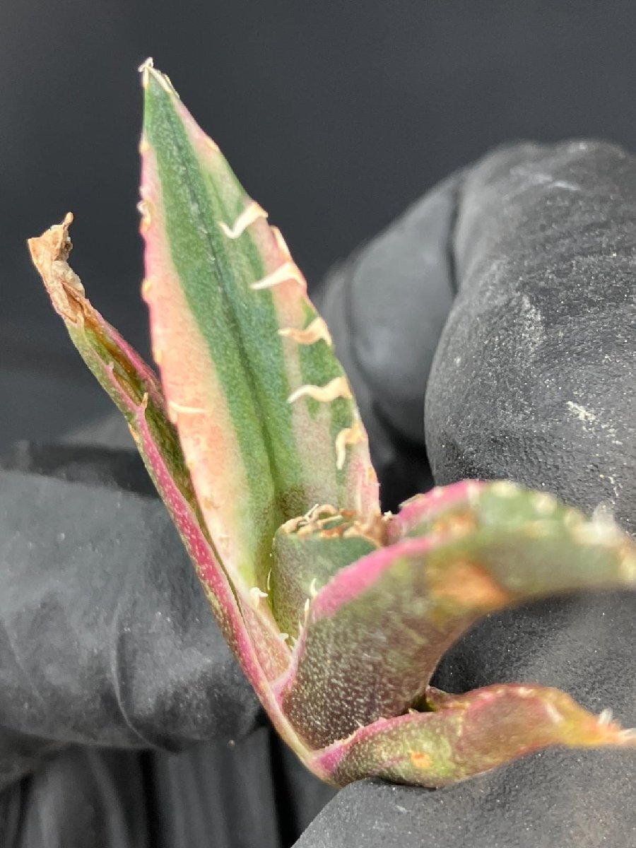 Yahoo!オークション - 6231 「多肉植物」アガベ 白鯨 斑入り 抜き苗【...