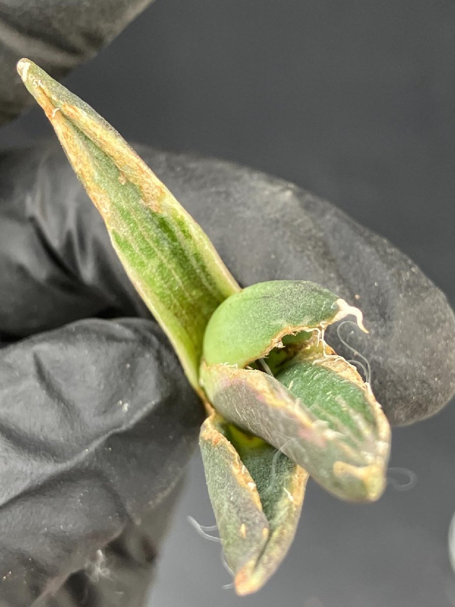 Yahoo!オークション - 6192 「多肉植物」アガベ 南アフリカダイヤモン...