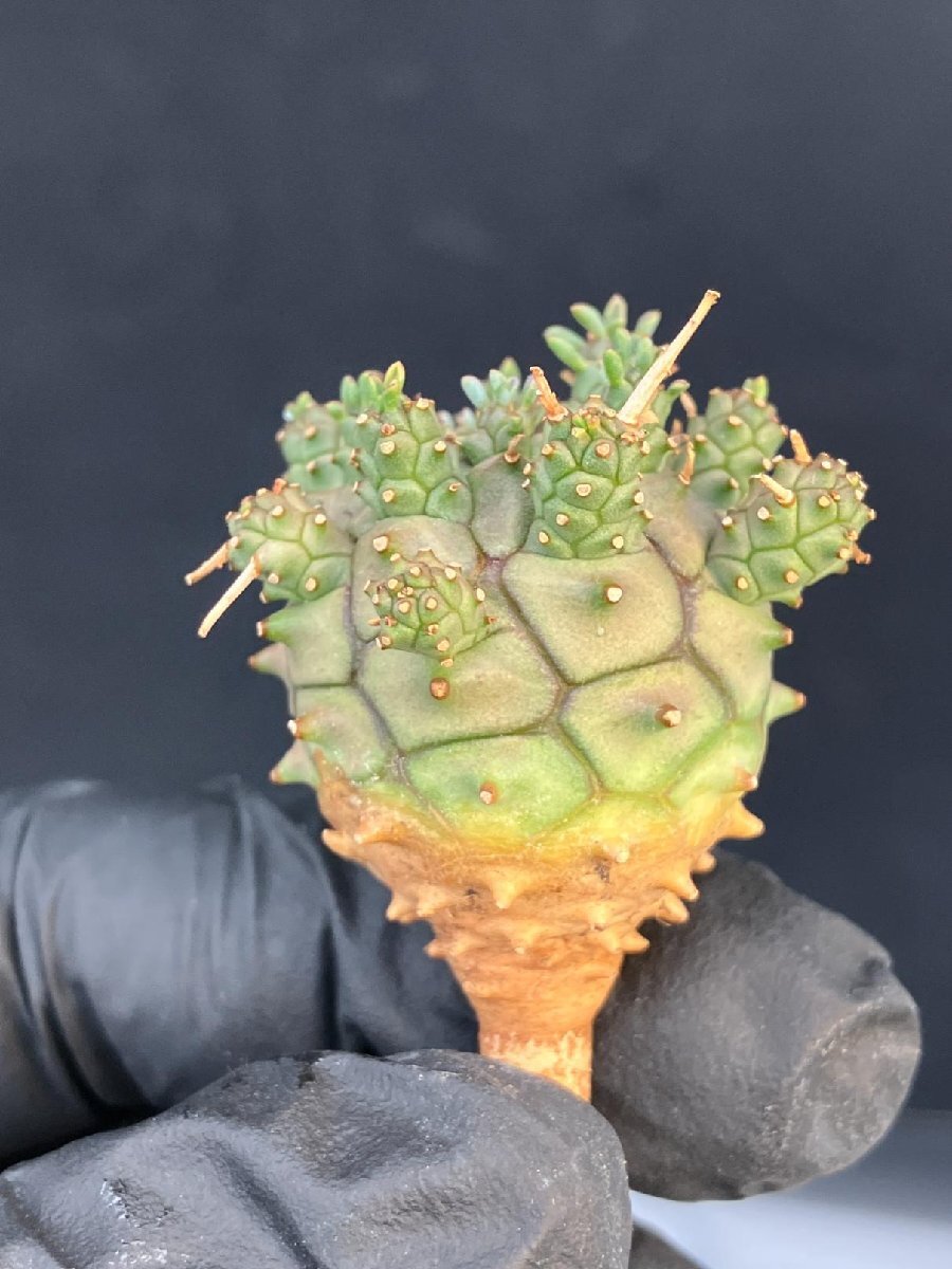 Yahoo!オークション - 6789 「多肉植物」ユーフォルビア デセプタ 抜き...