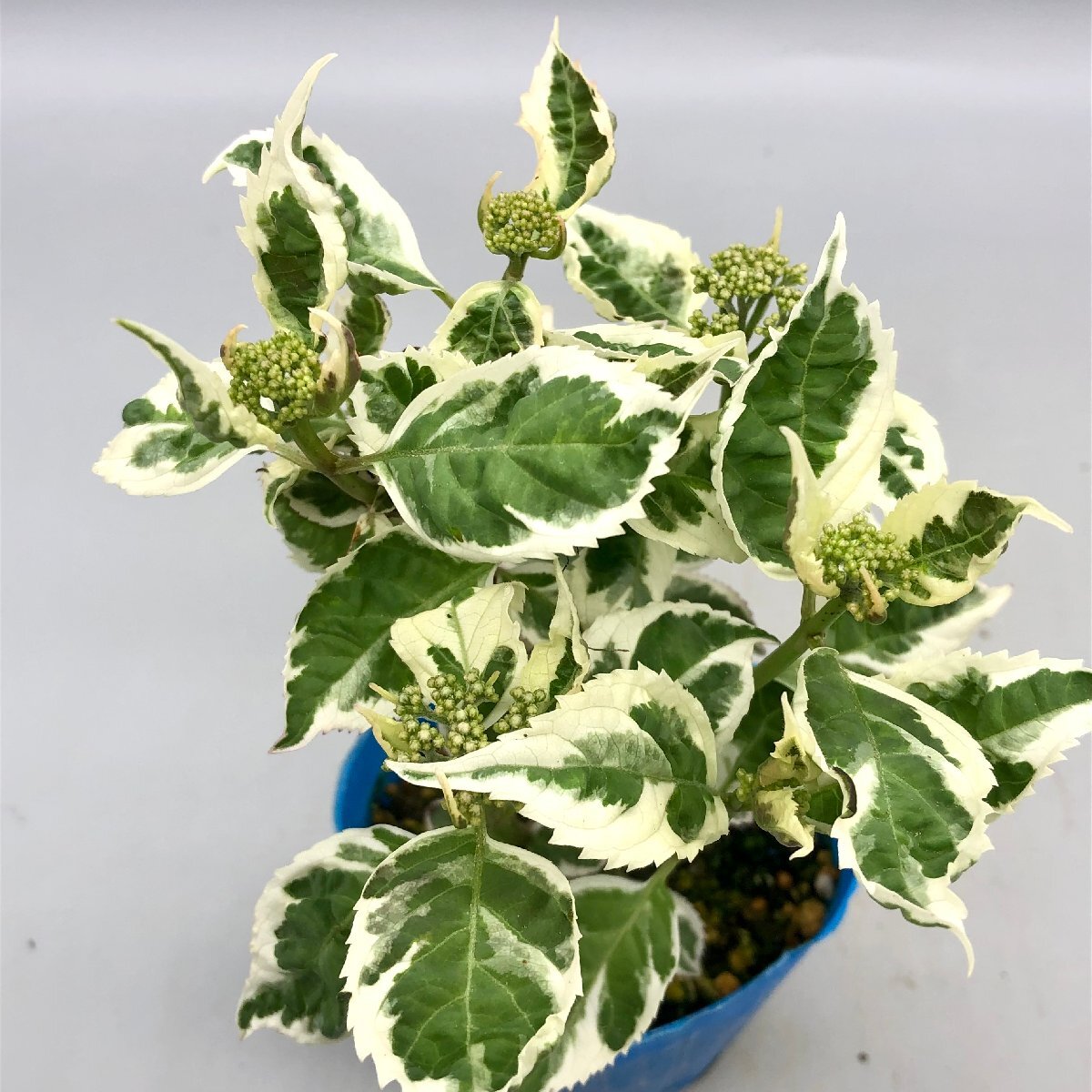 Yahoo!オークション - -G93- ヤマアジサイ ‘なごり雪‘ 041601