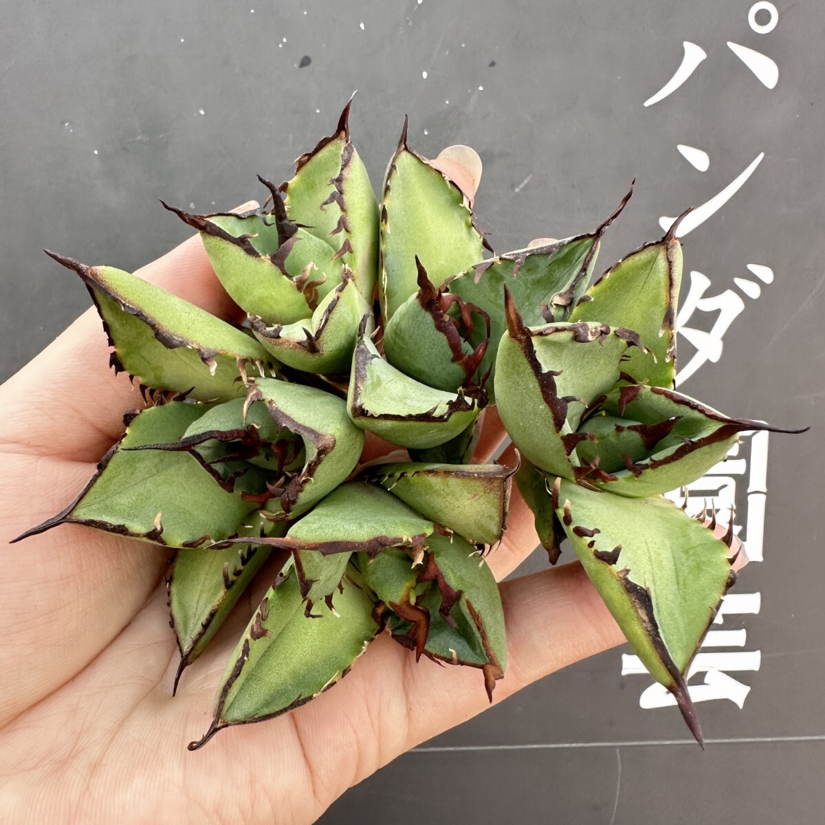 Yahoo!オークション - L52 【パンダ園芸】特選 アガベ 多肉植物 チタノ...