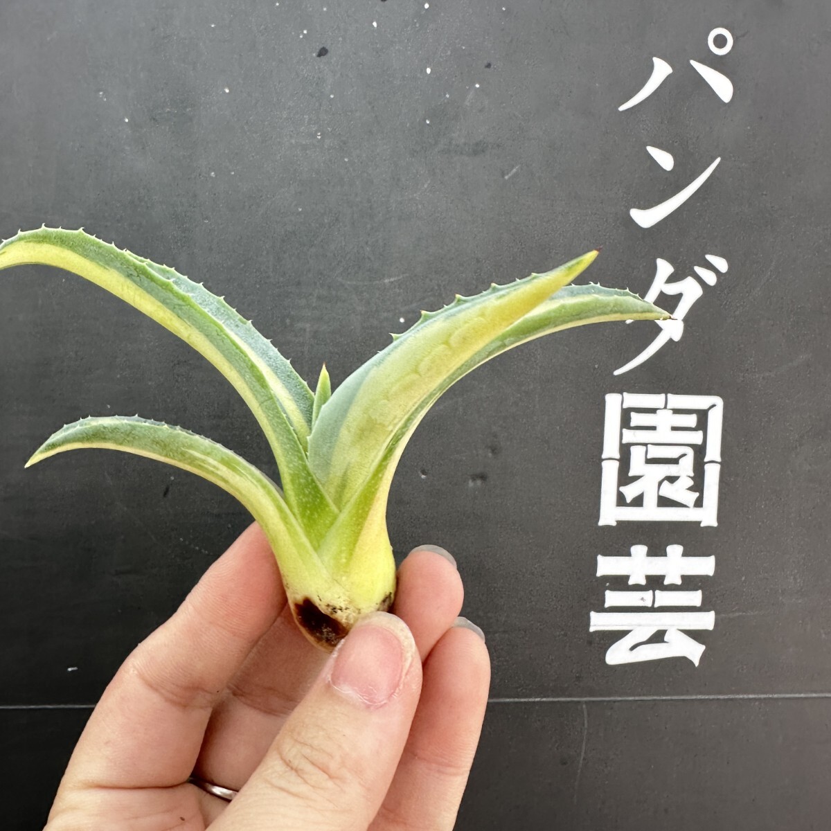 Yahoo!オークション - L61 【パンダ園芸】アガベ アメリカーナ華厳黄中...