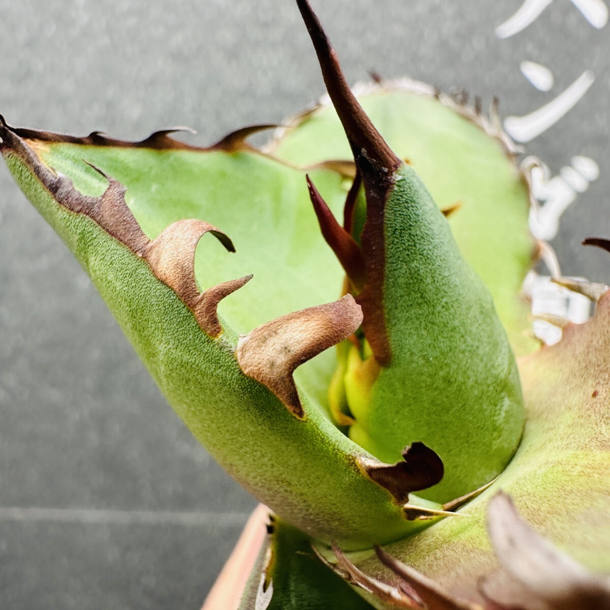 Yahoo!オークション - X44【パンダ園芸】アガベ チタノタ黑排棘 胴切り...