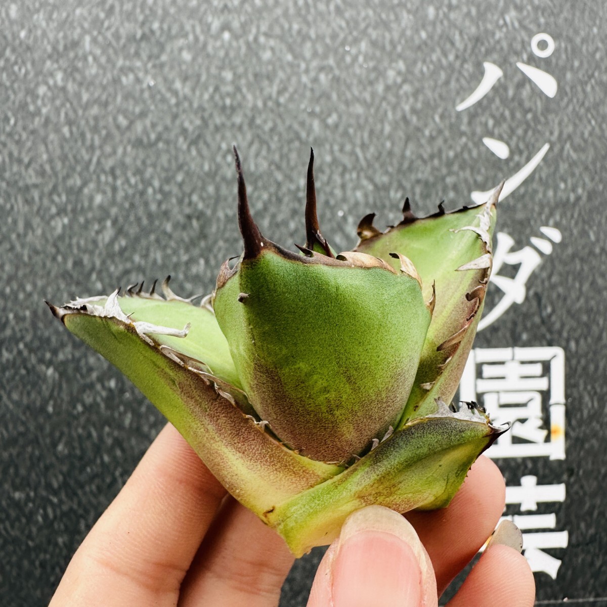 Yahoo!オークション - X44【パンダ園芸】アガベ チタノタ黑排棘 胴切り...