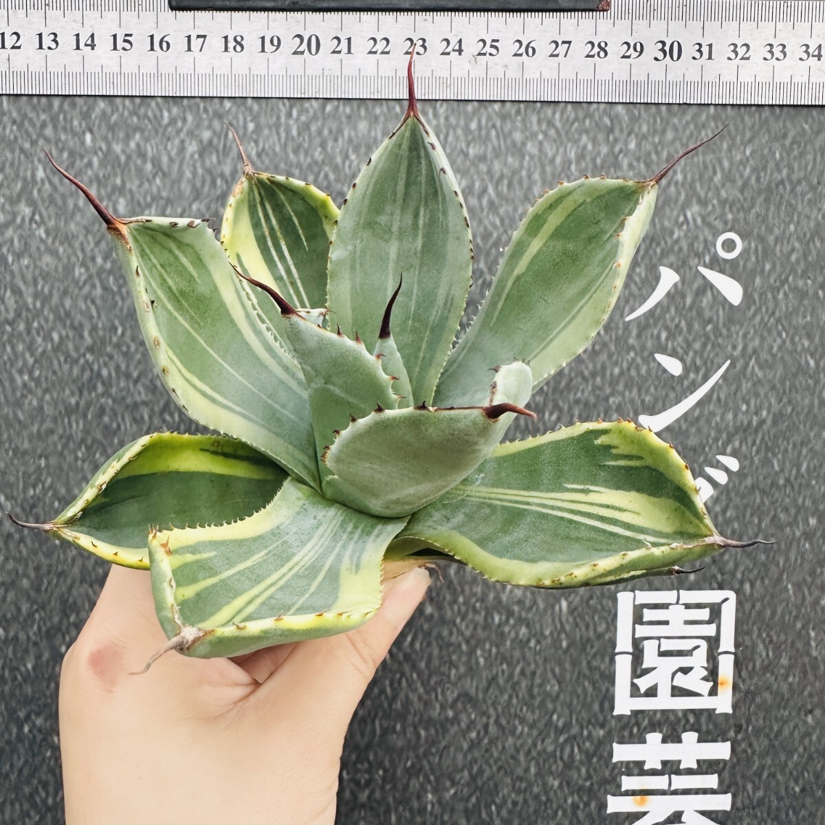 Yahoo!オークション - X82【パンダ園芸】多肉植物アガベ パリー トラン...