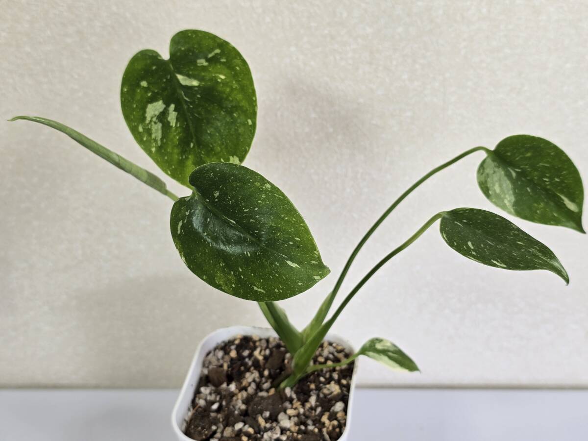 Yahoo!オークション - 斑入りモンステラ・イエローモンスター・タイコ...