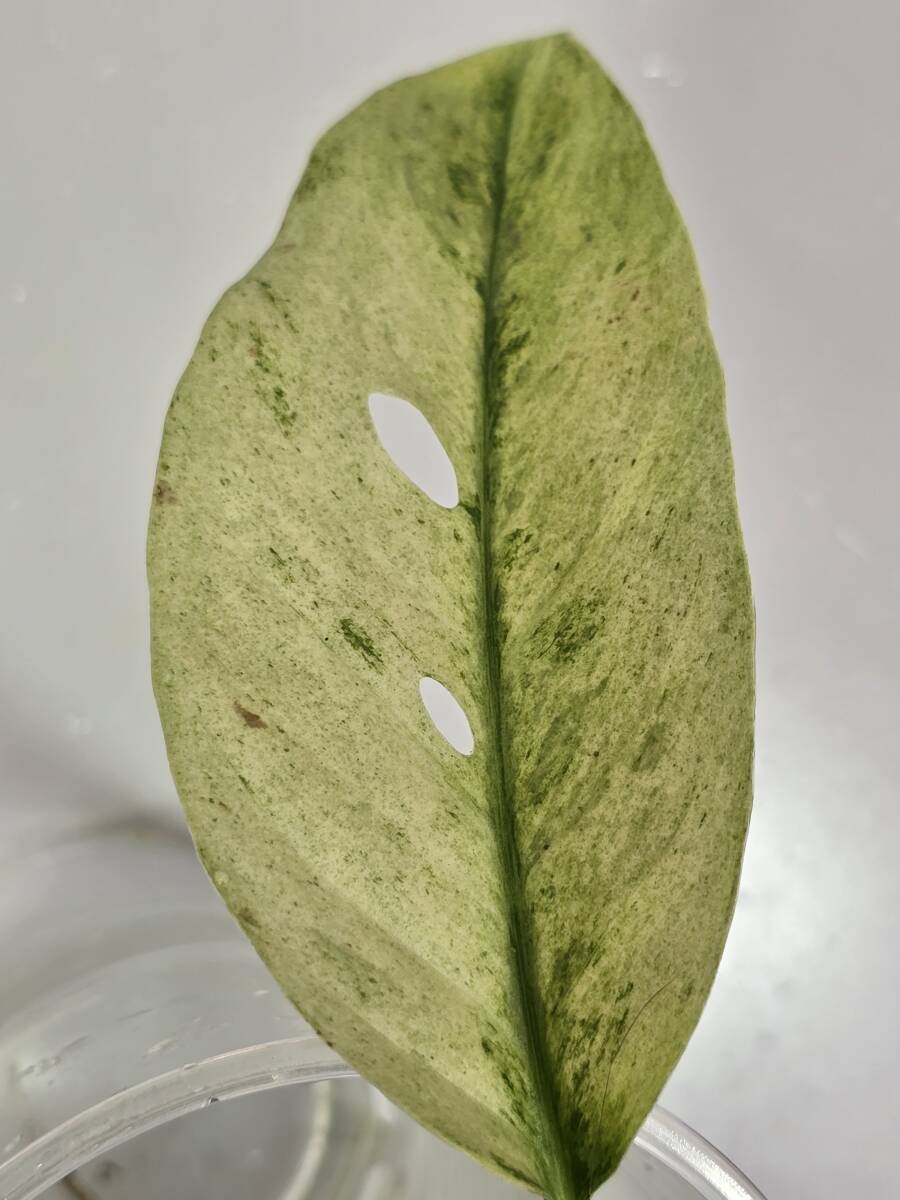 Yahoo!オークション - 斑入りモンステラ・最上級ラニアタ ・フルミン...