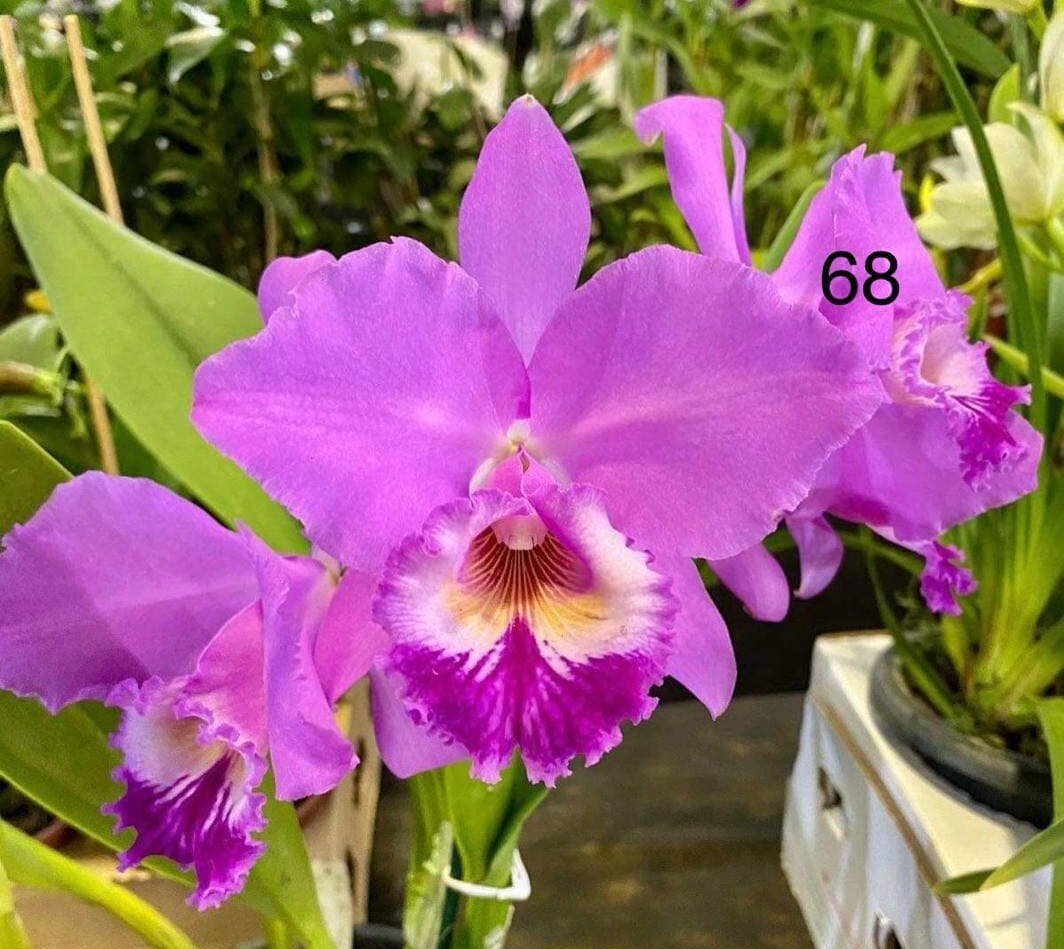 Yahoo!オークション - C. labiata f. multiforme 202504-p68