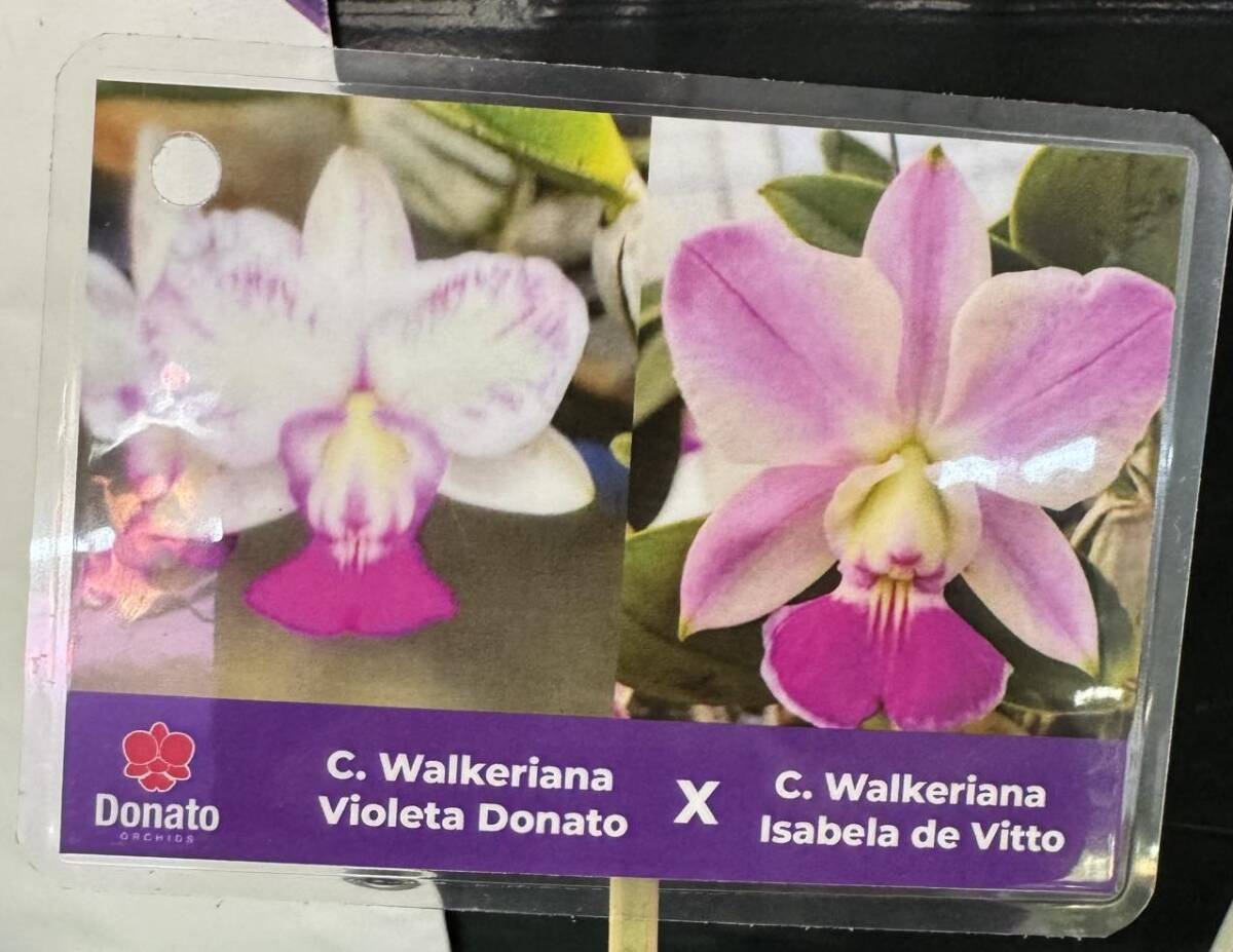 Yahoo!オークション - C. walkeriana semialba ‘Violeta Donato’ x f...