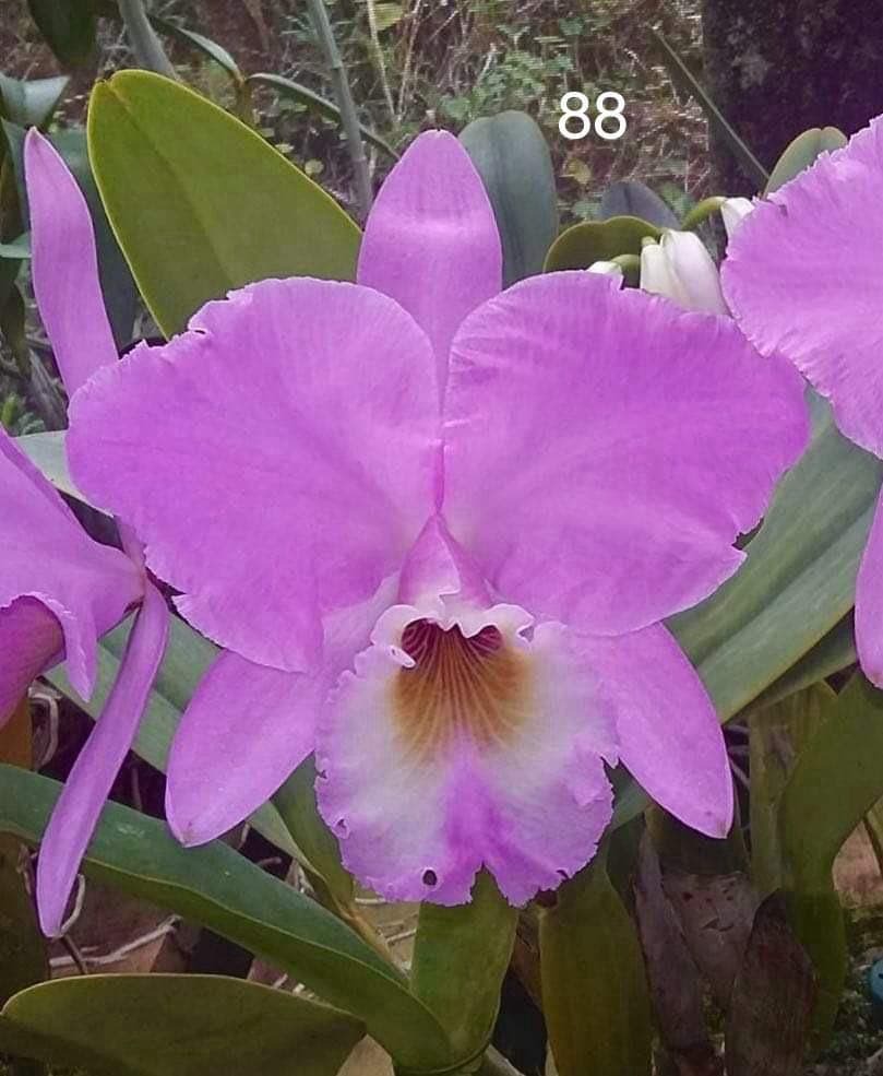 Yahoo!オークション - C. labiata f. concolor 202504-p88