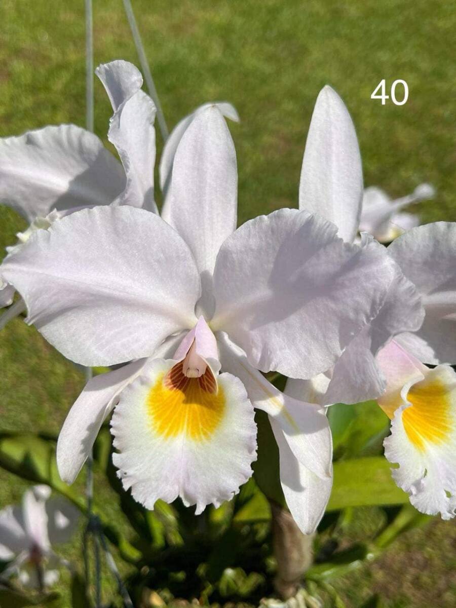 Yahoo!オークション - C. labiata f. suave tubular 202504-p40