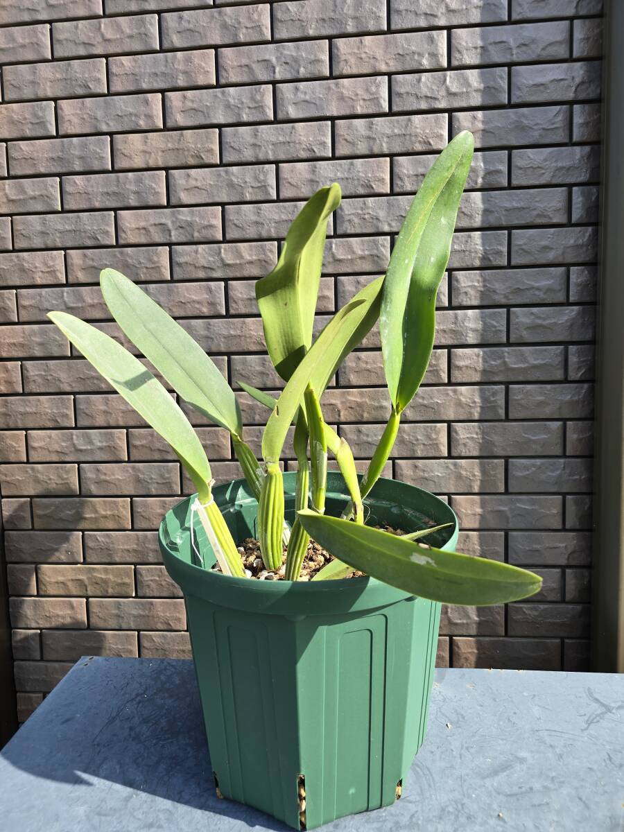 Yahoo!オークション - C. labiata f. semialba pincelada 'Santo Angel...